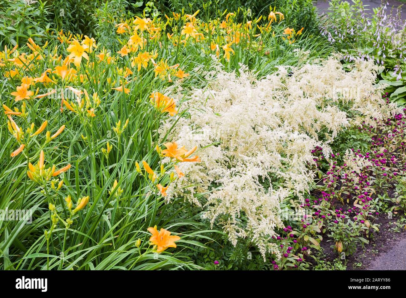 Orange Hemerocallis - Daylily, white Astilbe flowers in border in ...