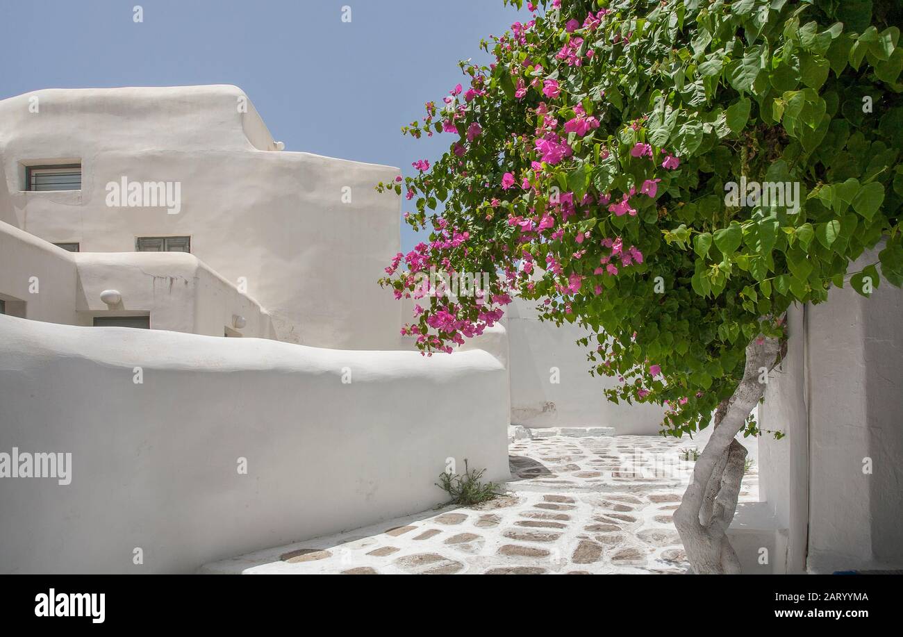 Tree with purple flowers by building in Mykonos, Greece Stock Photo - Alamy