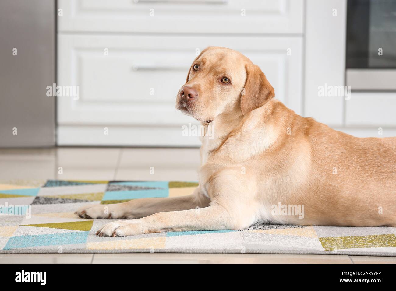 Portrait of adorable dog in kitchen Stock Photo - Alamy
