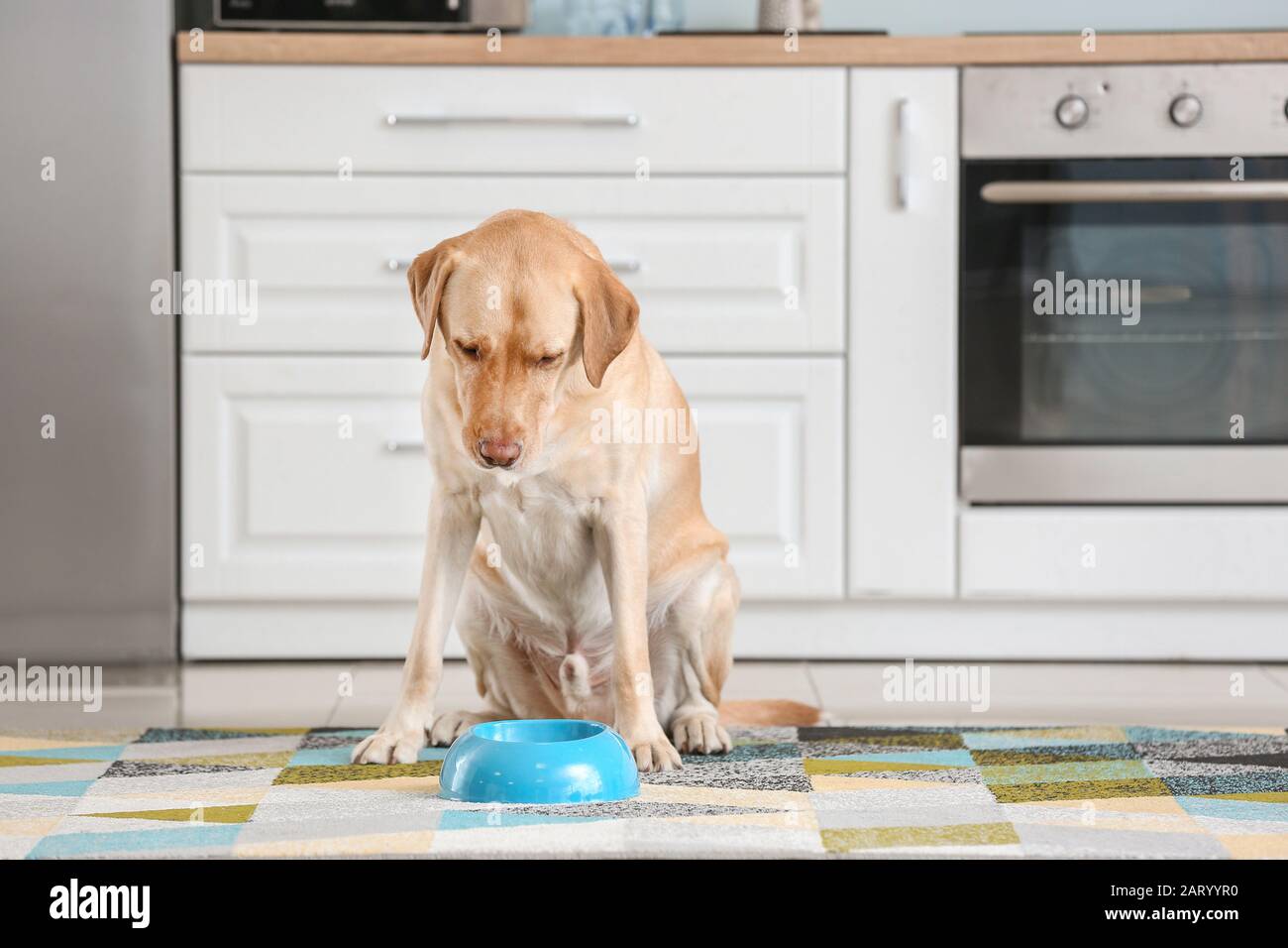 Adorable dog with bowl of food in kitchen Stock Photo - Alamy