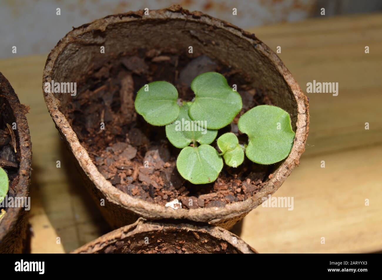 Greenhouse sprouting plants Stock Photo - Alamy