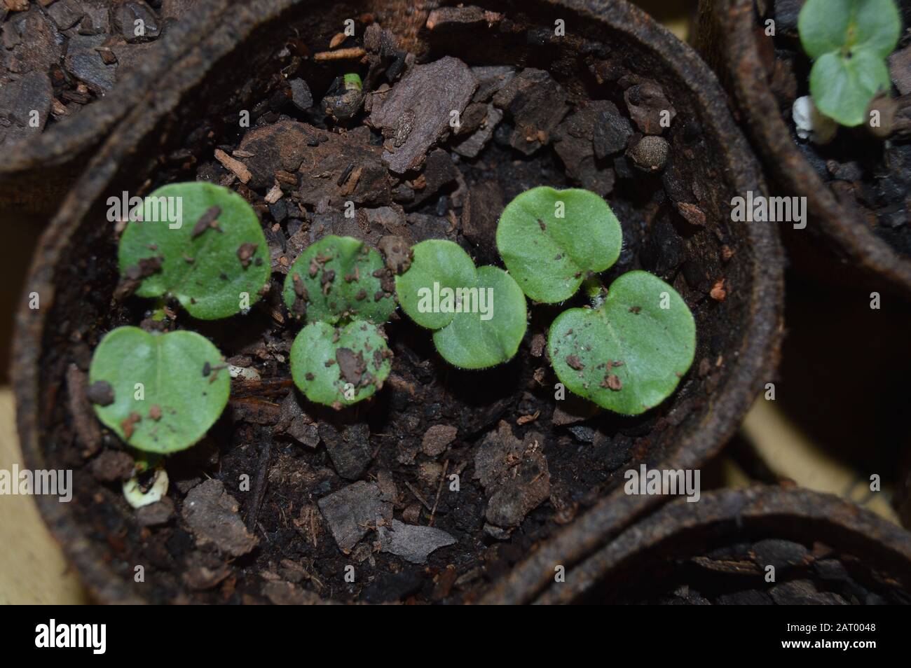 Greenhouse sprouting plants Stock Photo - Alamy