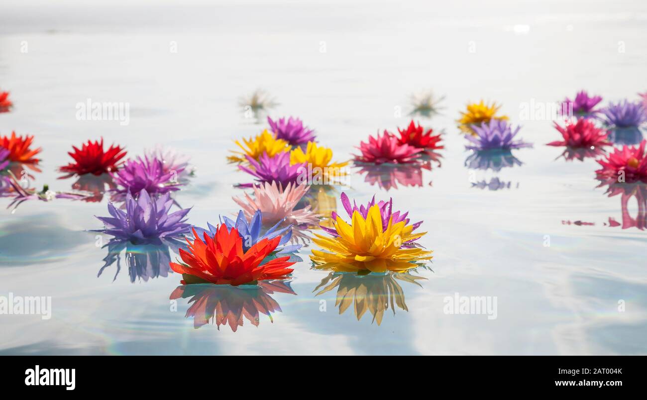 Colorful lotus flowers in water Stock Photo - Alamy