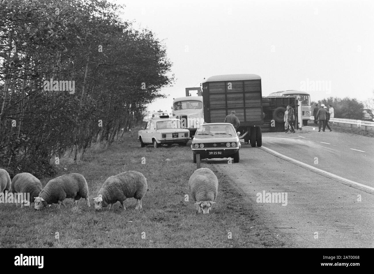 Truck with sheep tilted on road Amsterdam The Hague, sheep are driven ...
