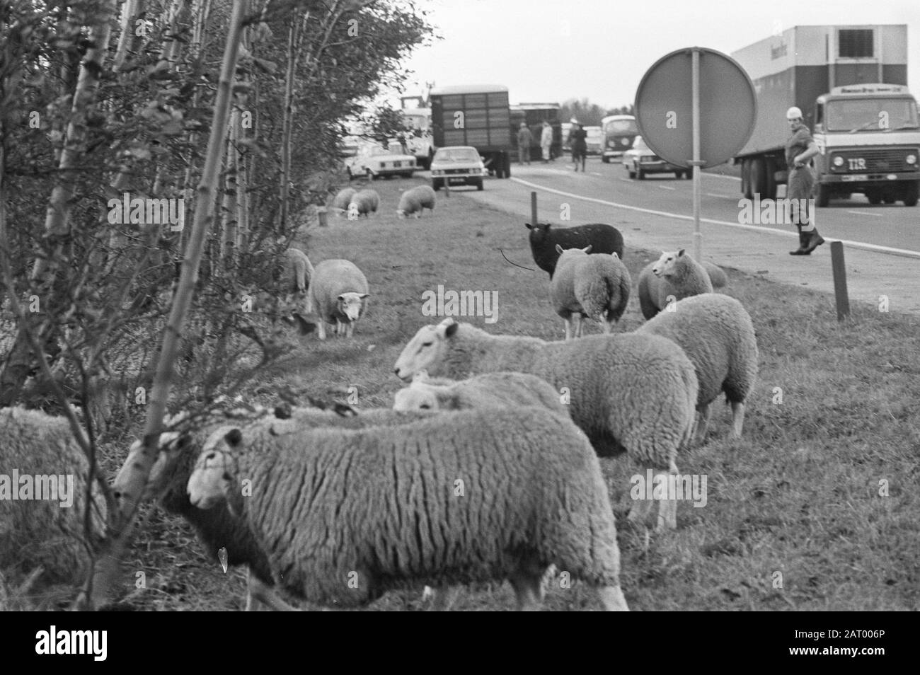 Truck with sheep tilted on road Amsterdam The Hague, sheep are driven ...