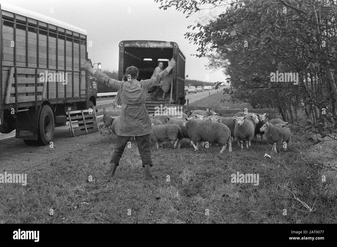 Truck with sheep tilted on road Amsterdam The Hague, sheep are driven ...