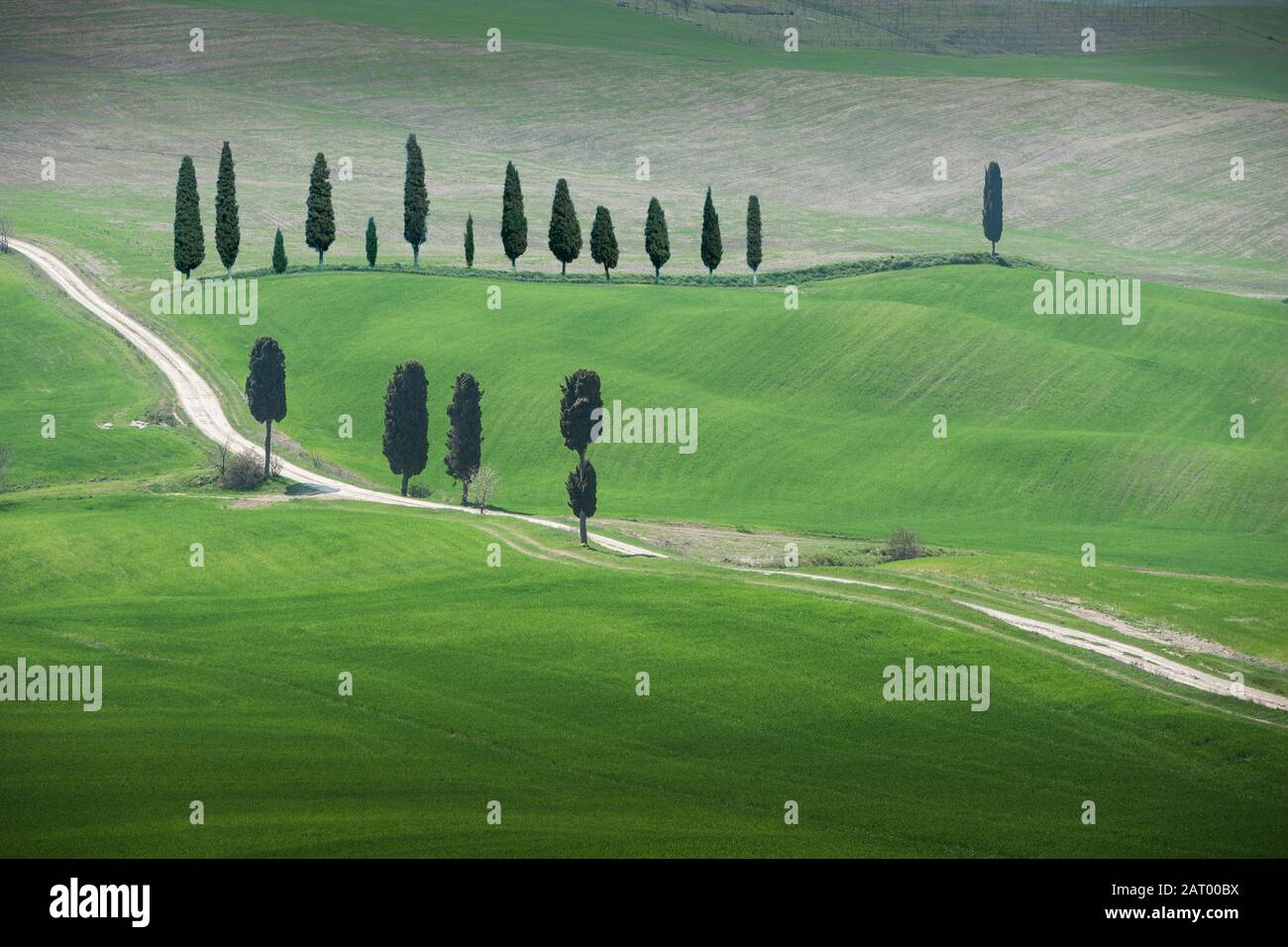 Cypress trees along country hi-res stock photography and images - Alamy