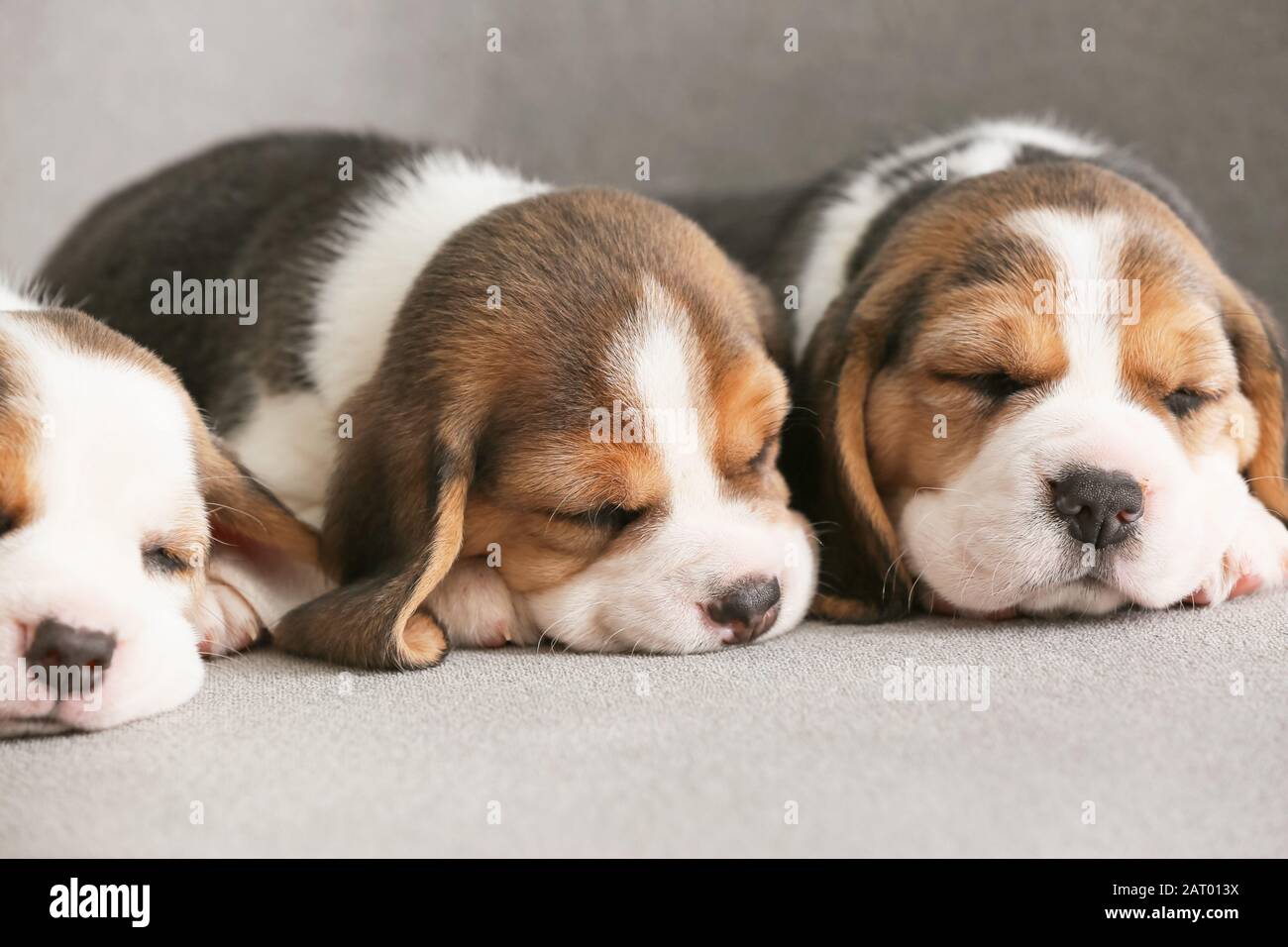 Cute beagle puppies sleeping on sofa Stock Photo - Alamy
