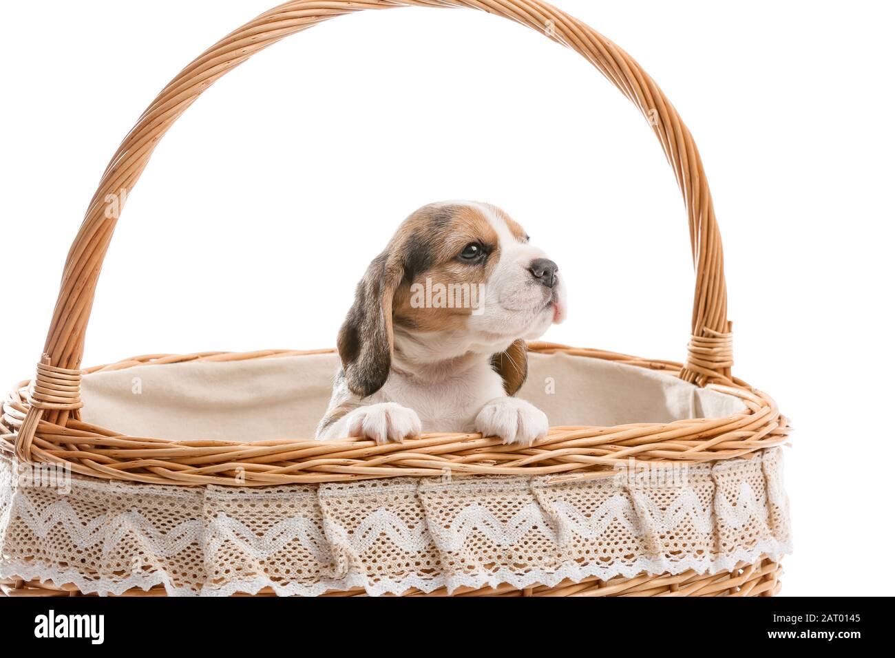 Cute beagle puppy in basket on white background Stock Photo - Alamy