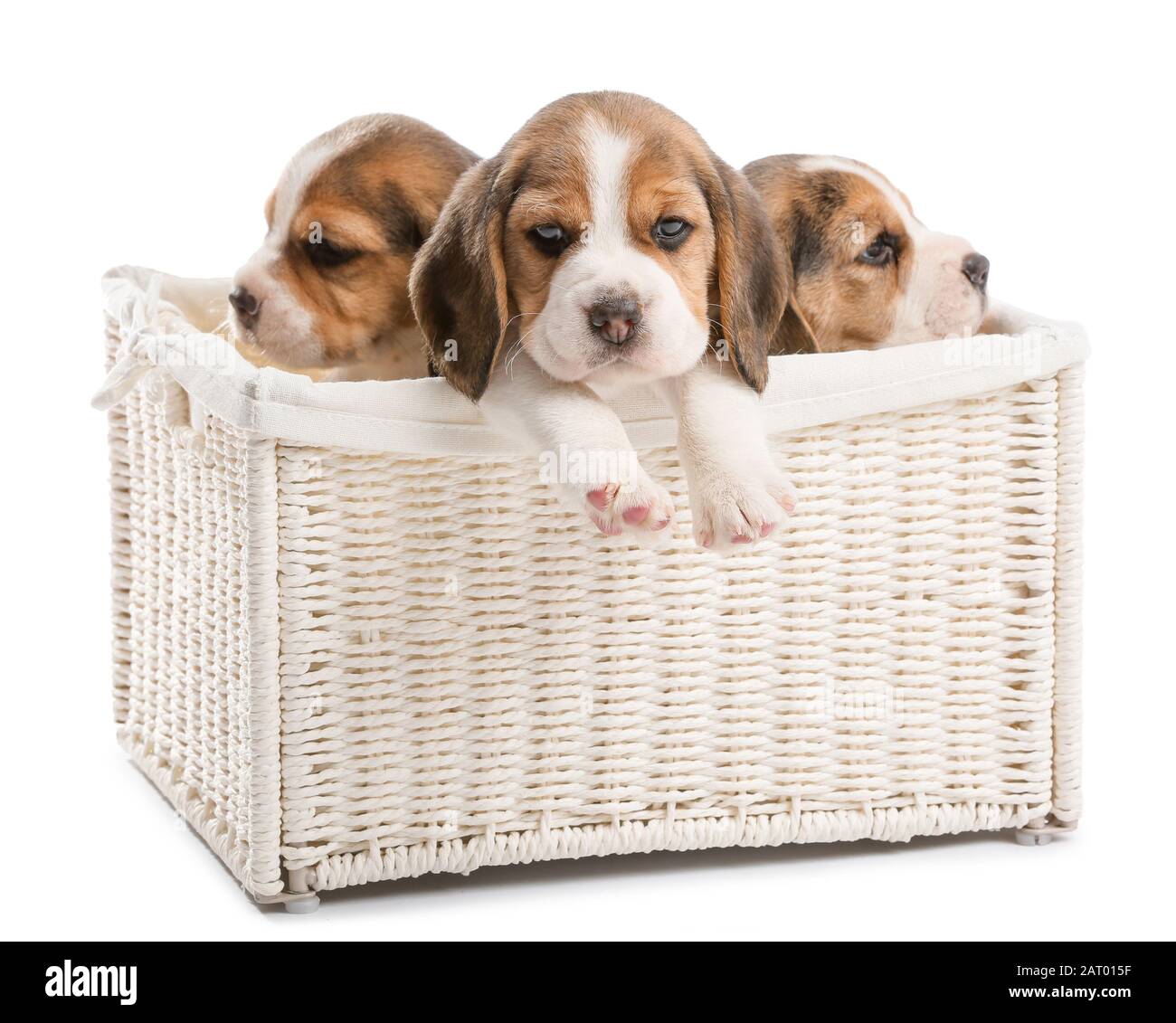 Cute beagle puppies in box on white background Stock Photo - Alamy