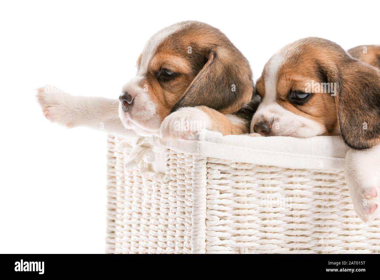 Cute beagle puppies in box on white background Stock Photo - Alamy