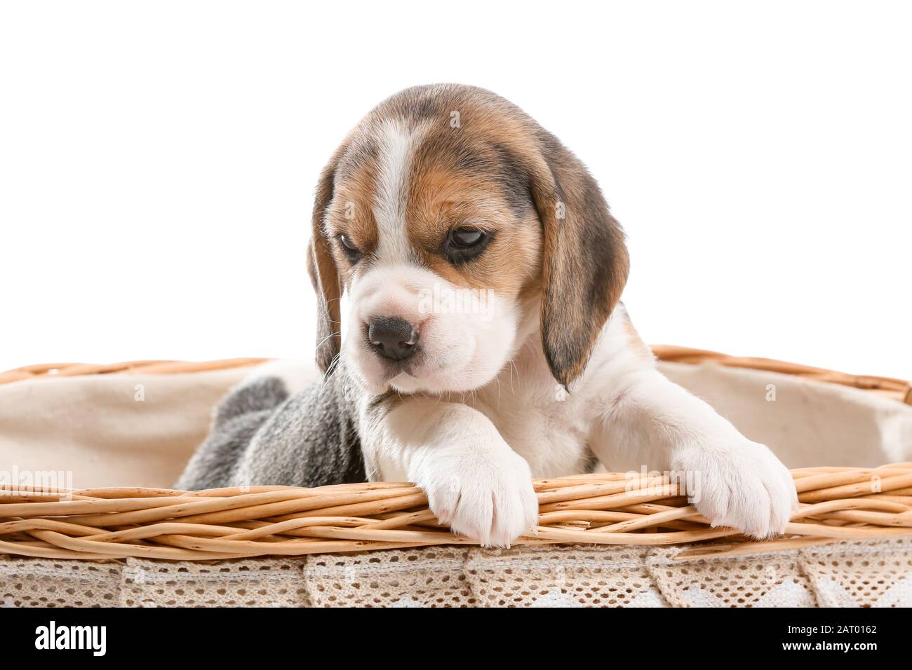 Cute beagle puppy in basket on white background Stock Photo - Alamy