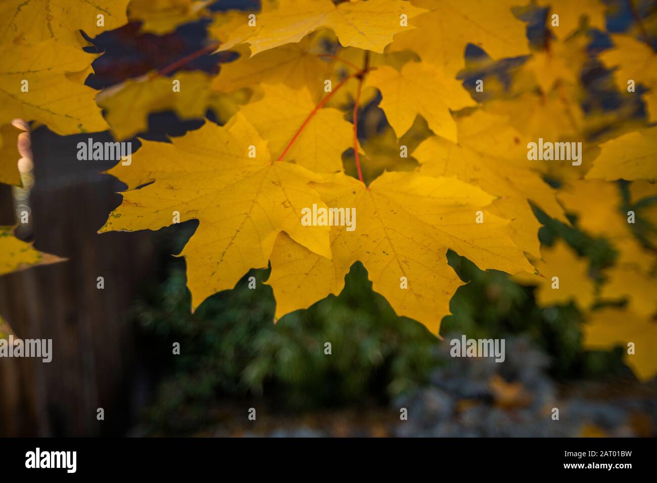 Selective color yellow hi-res stock photography and images - Alamy