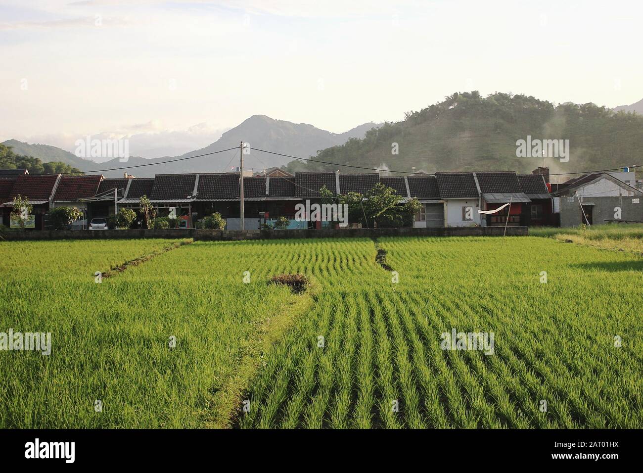 Houses with rice fields Stock Photo - Alamy