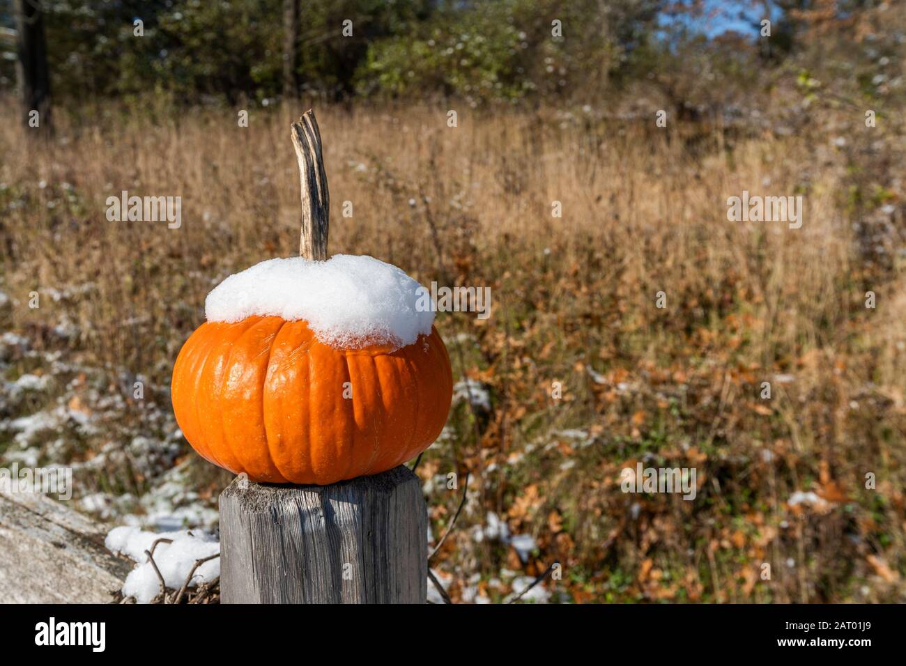 Snow on the pumpkin hi-res stock photography and images - Alamy
