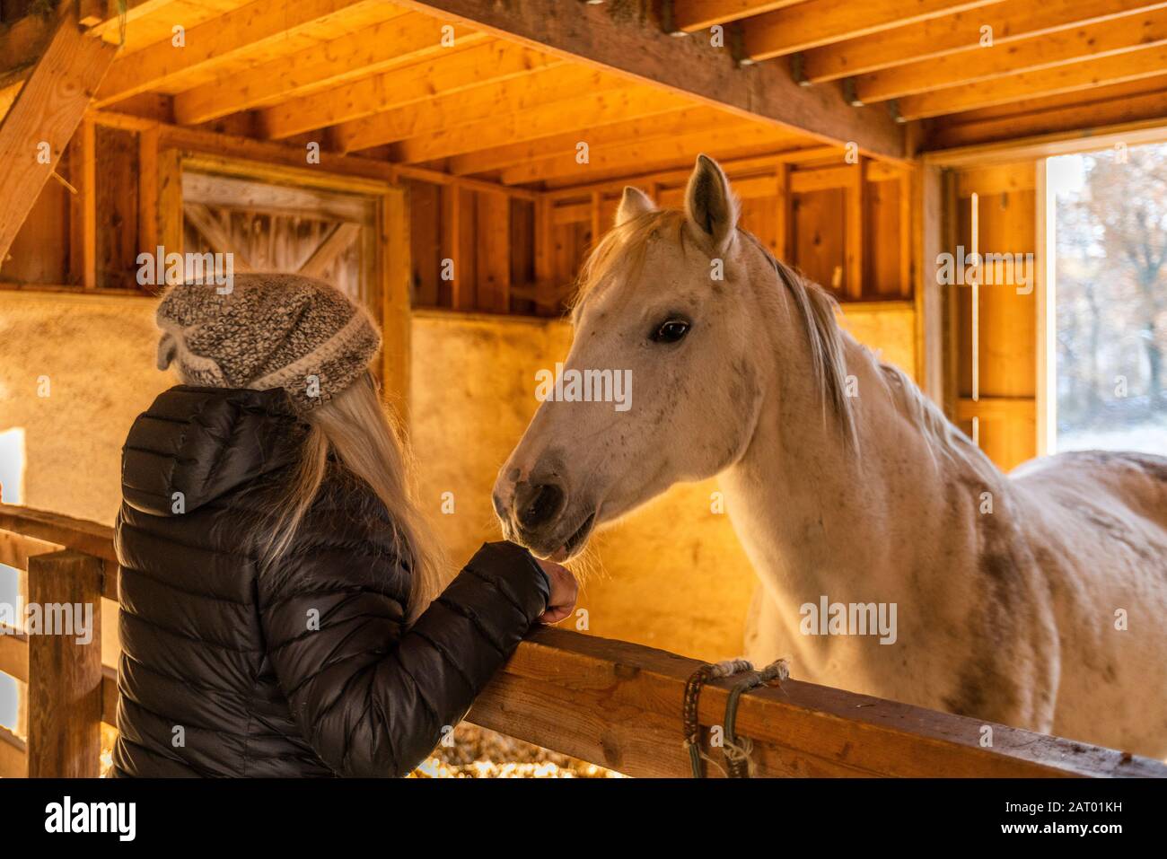Stable appearance hi-res stock photography and images - Alamy
