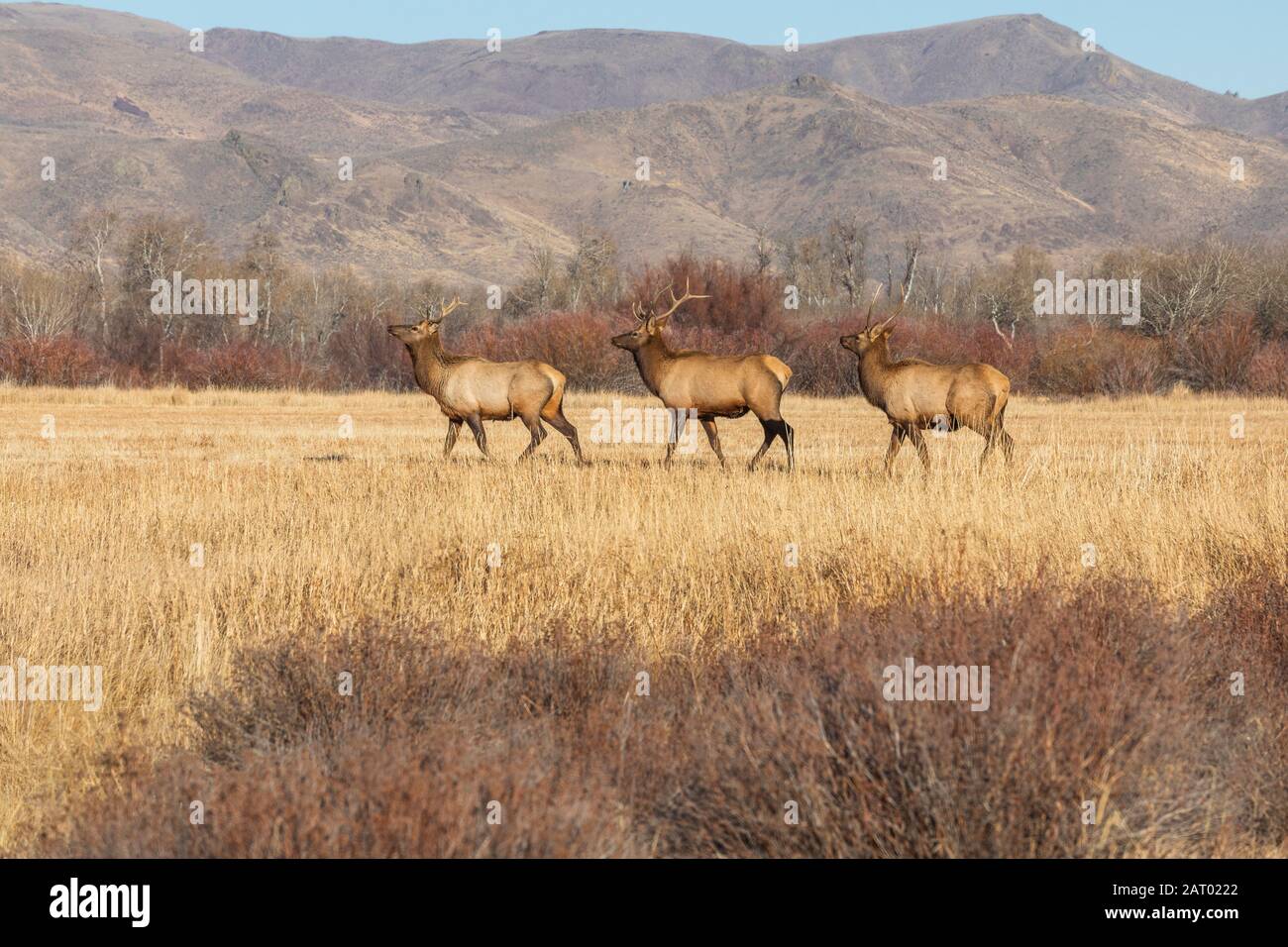 Elk in field by mountains Stock Photo - Alamy