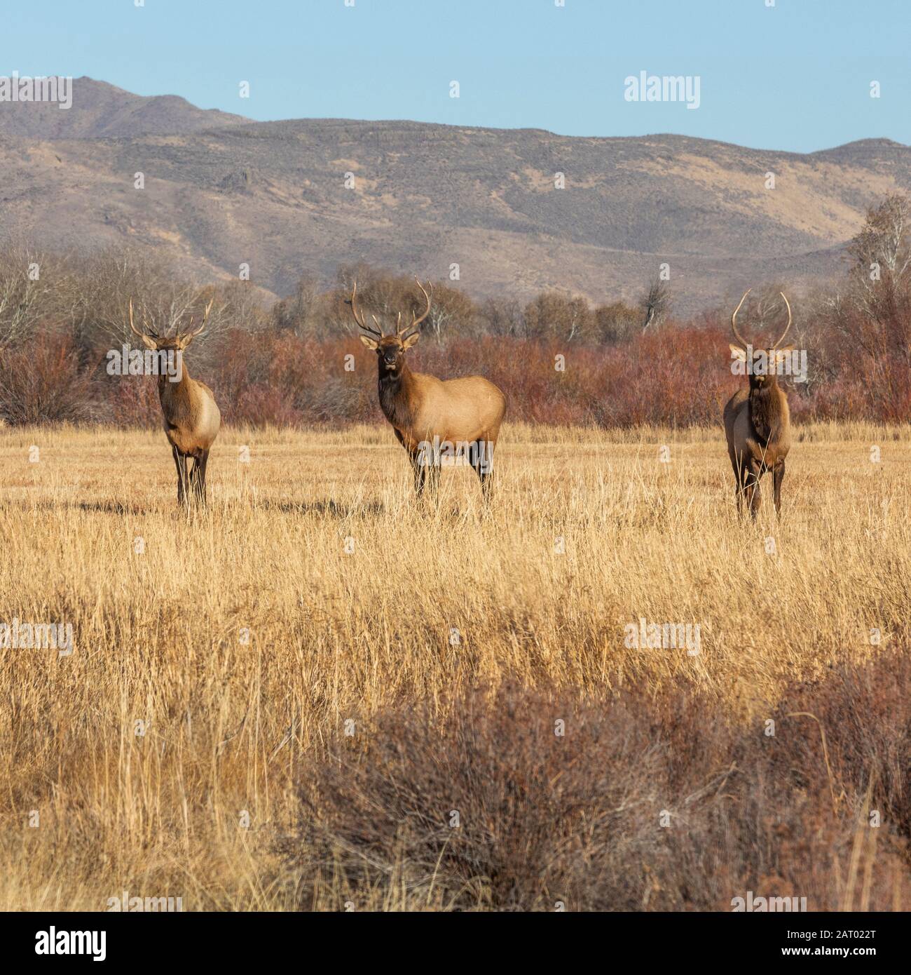 Elk field hi-res stock photography and images - Alamy
