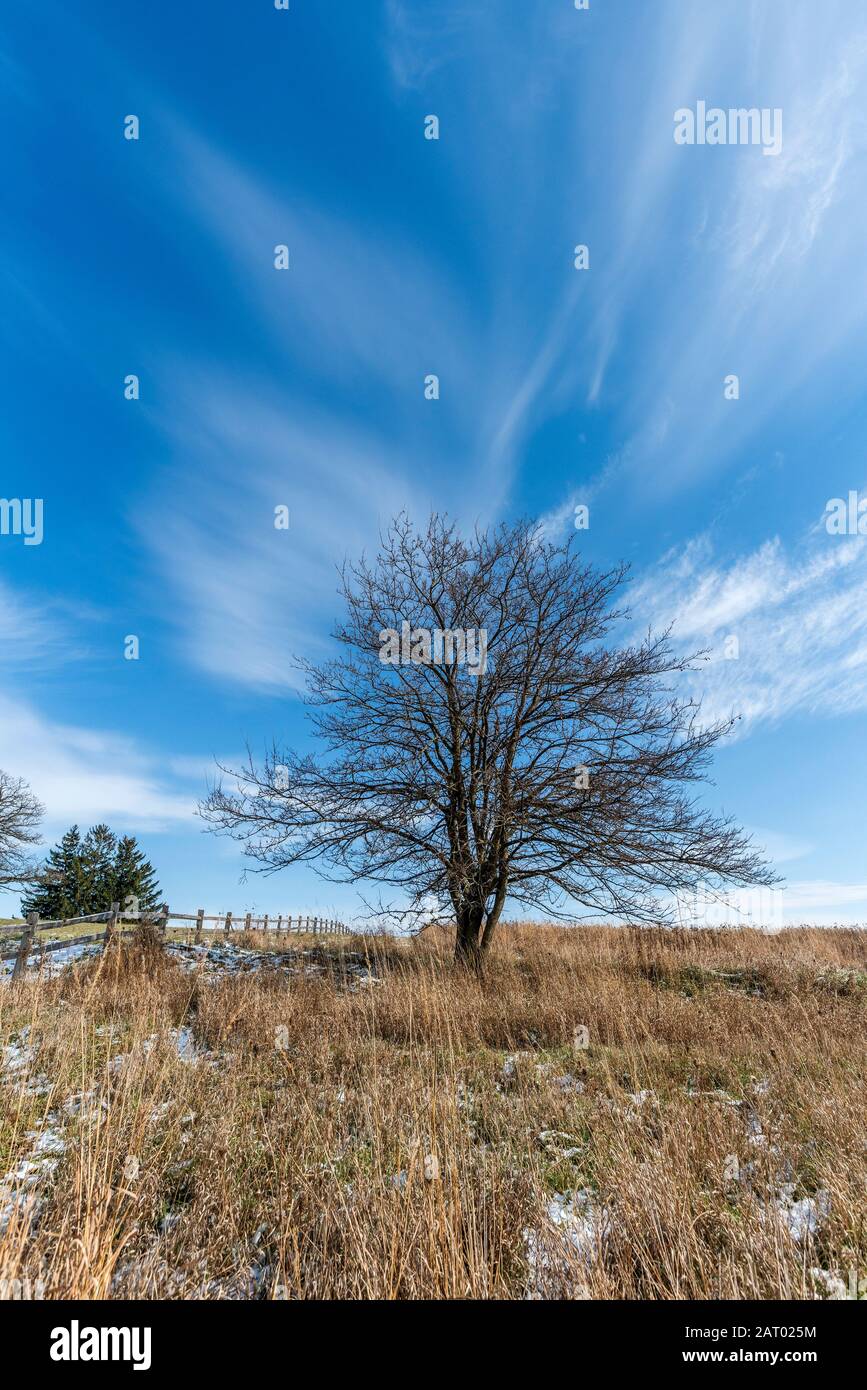 Tree in field Stock Photo - Alamy
