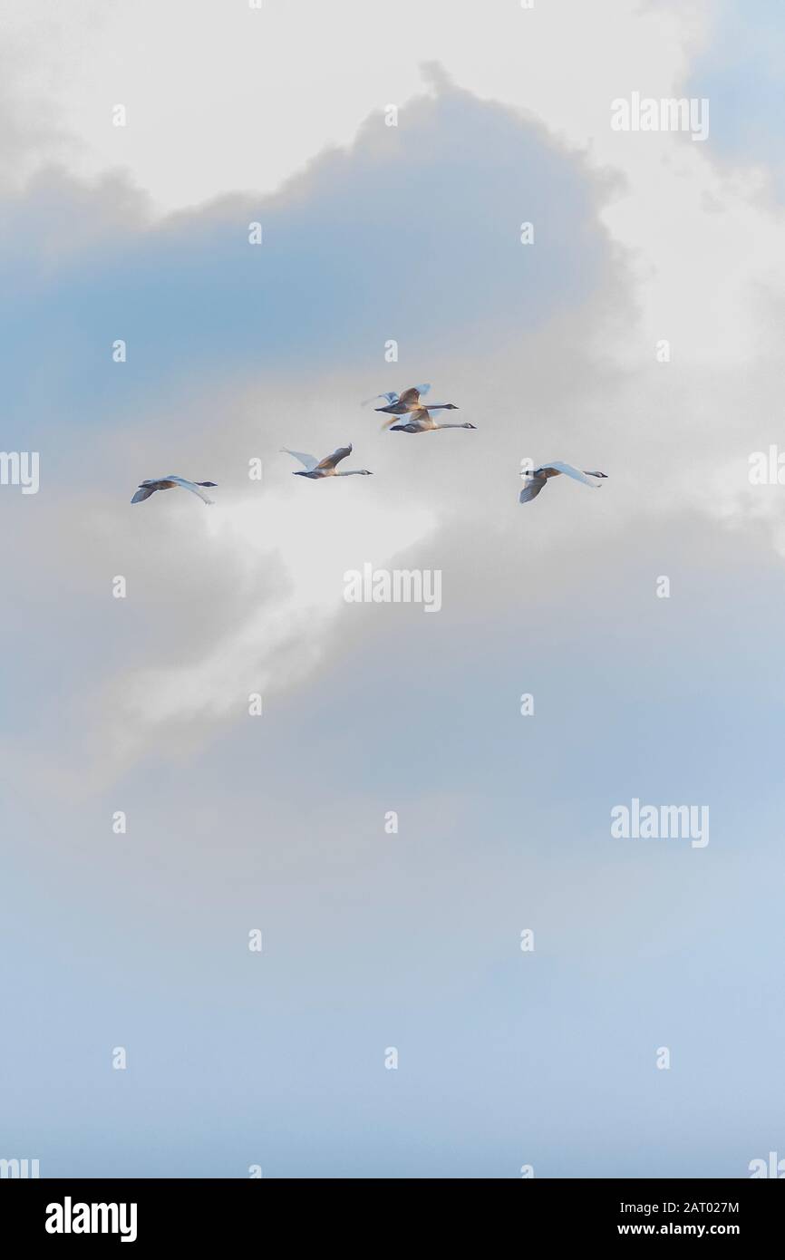 Birds flying against cloud Stock Photo - Alamy