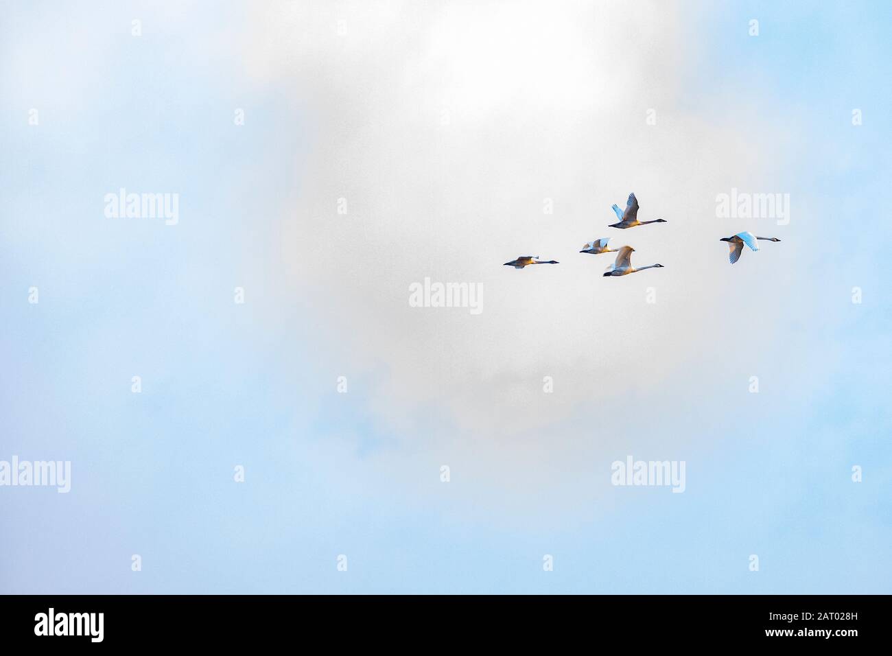 Birds flying against cloud Stock Photo - Alamy