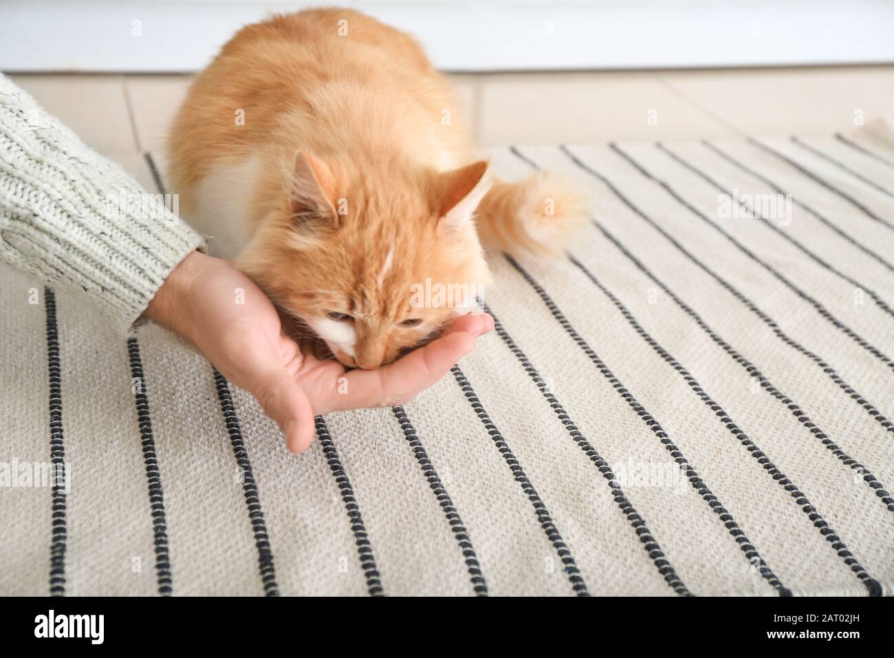 Man feeding cute cat in kitchen Stock Photo - Alamy