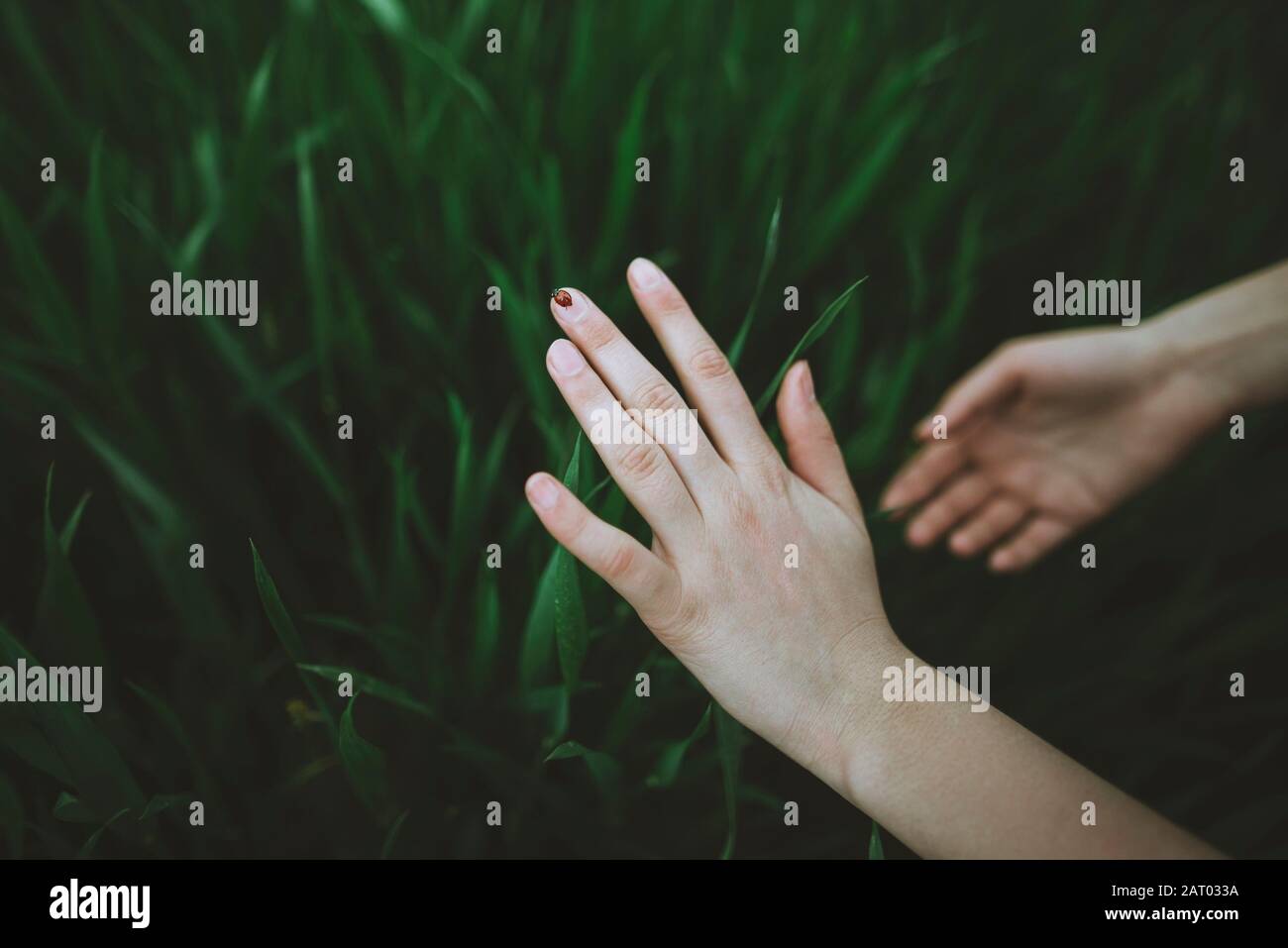 Human hand touching grass hi-res stock photography and images - Alamy