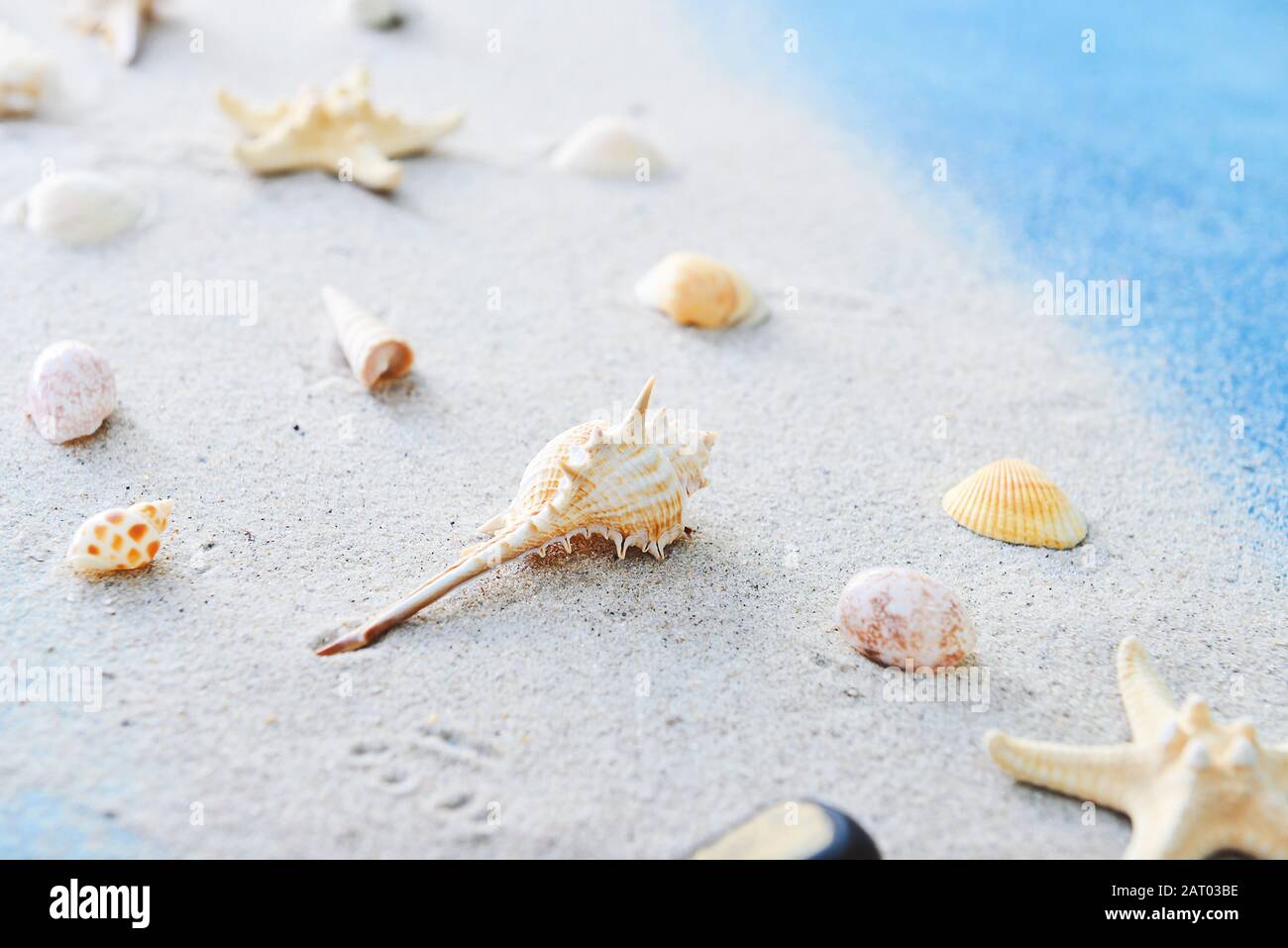 Beautiful sea shells and sand on color background Stock Photo - Alamy