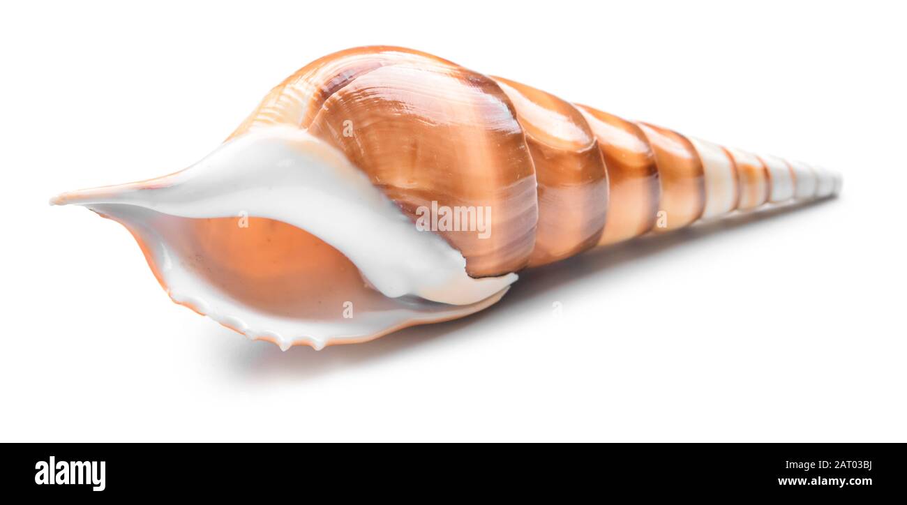 Beautiful sea shell on white background Stock Photo - Alamy