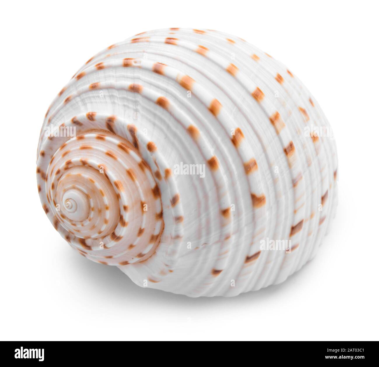 Beautiful sea shell on white background Stock Photo - Alamy