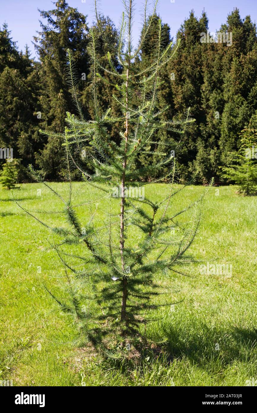 Tamarack larix laricina hi-res stock photography and images - Alamy