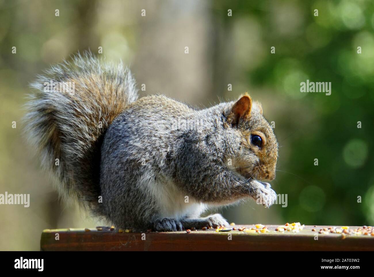 A squirrel eating wild seeds Stock Photo - Alamy