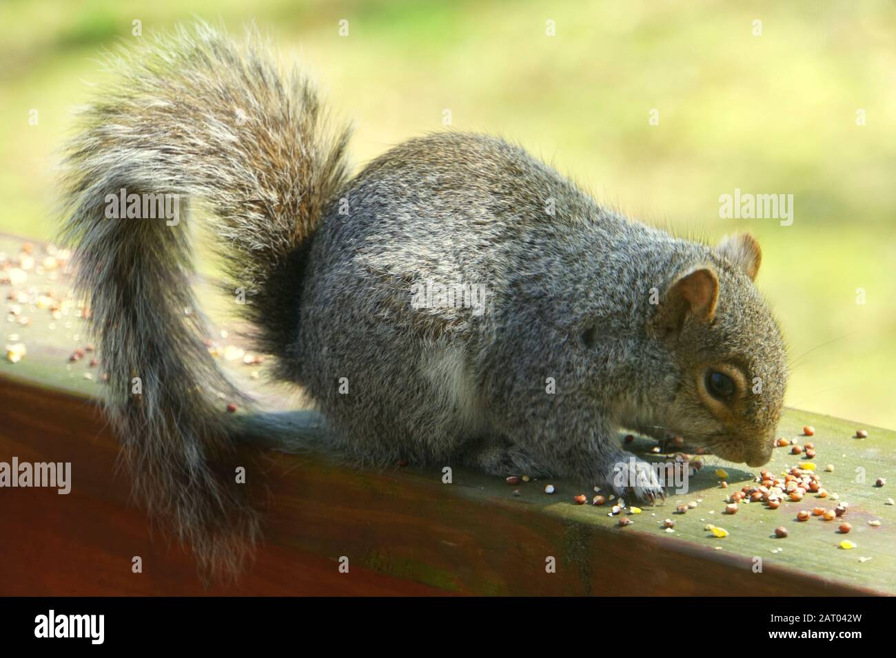 A squirrel eating wild seeds Stock Photo - Alamy