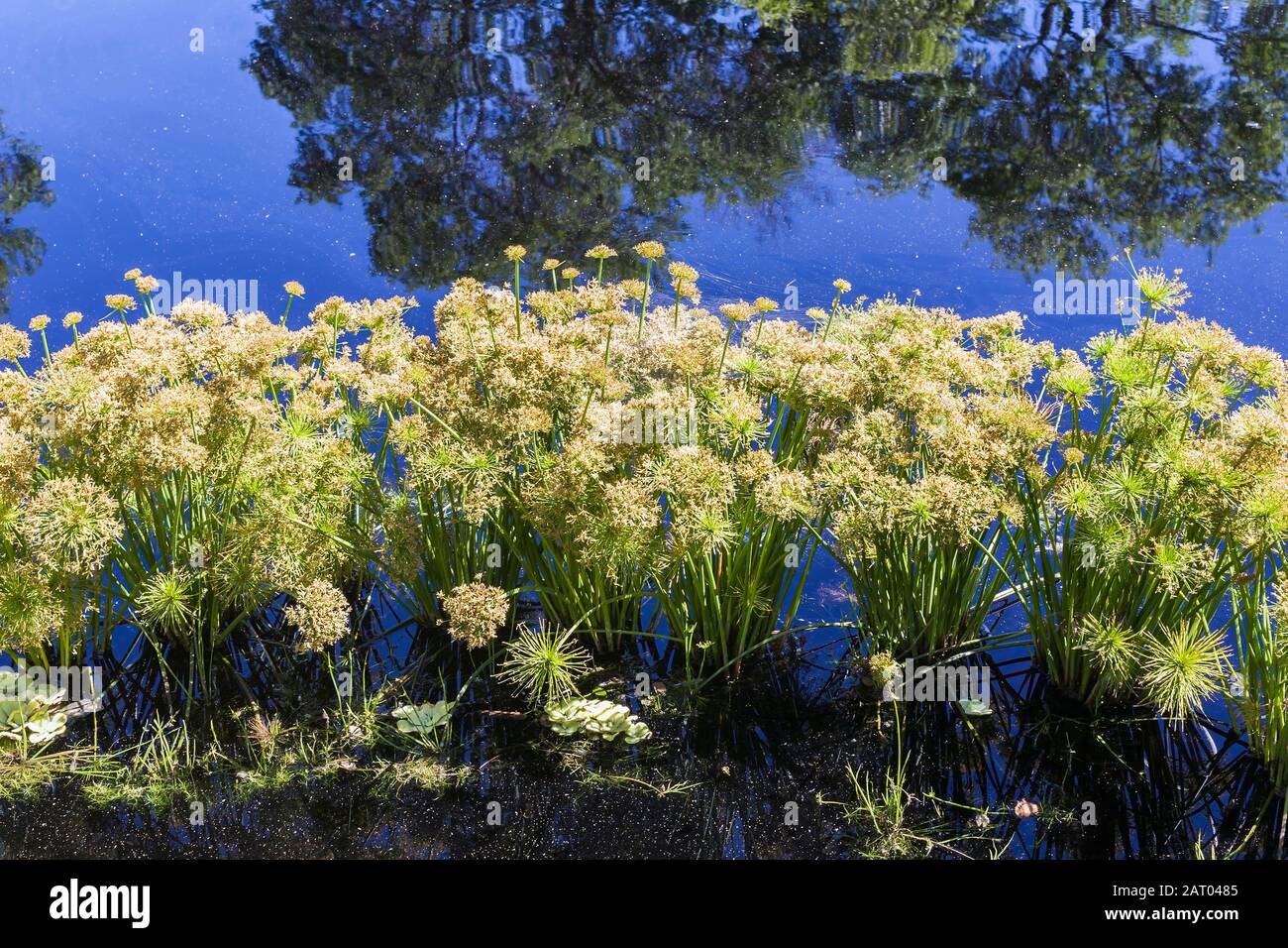 Cyperus haspans growing in man-made pond in summer, Montreal Botanical ...