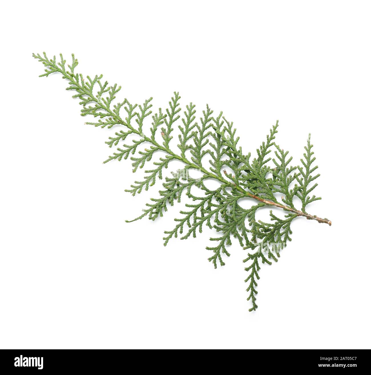 Coniferous tree branches top Cut Out Stock Images & Pictures - Alamy