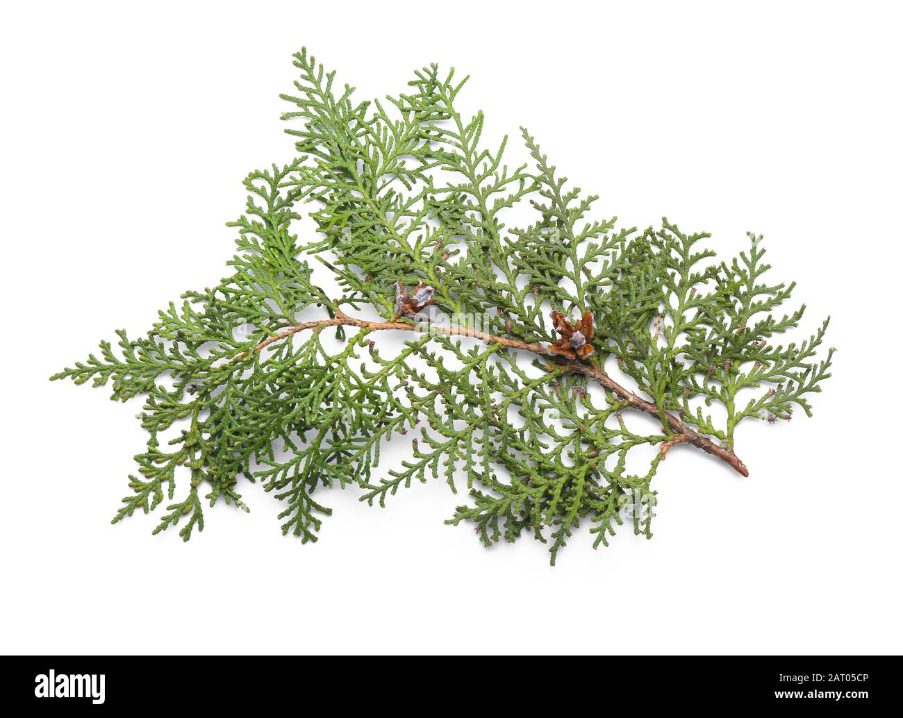 Beautiful coniferous tree branch on white background Stock Photo - Alamy