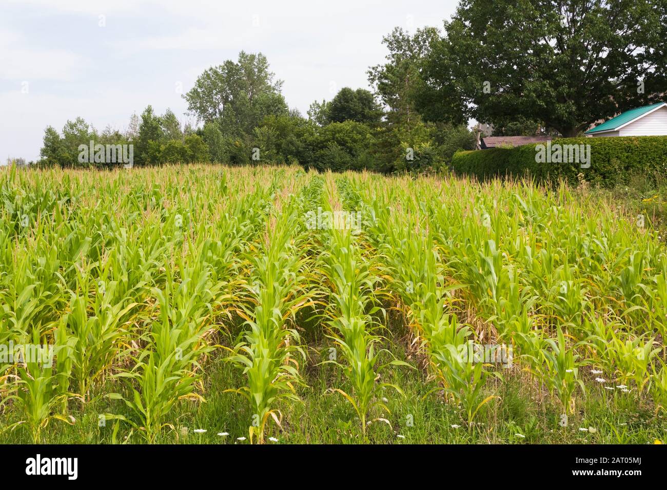 American indian corn field hi-res stock photography and images - Alamy