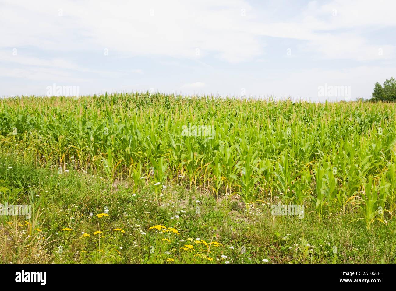 American indian corn field hi-res stock photography and images - Alamy