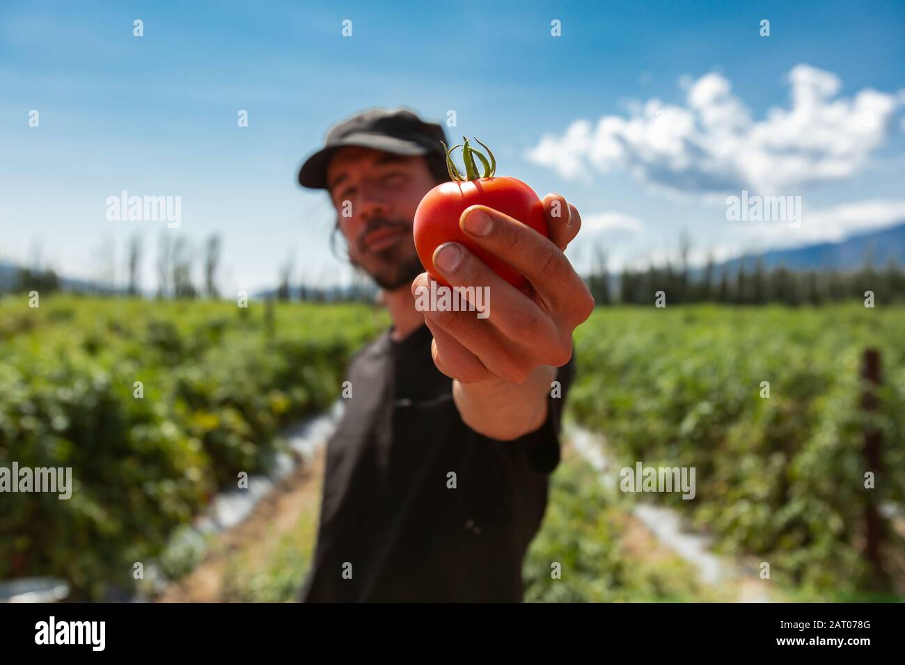Tomato picker canada hi-res stock photography and images - Alamy