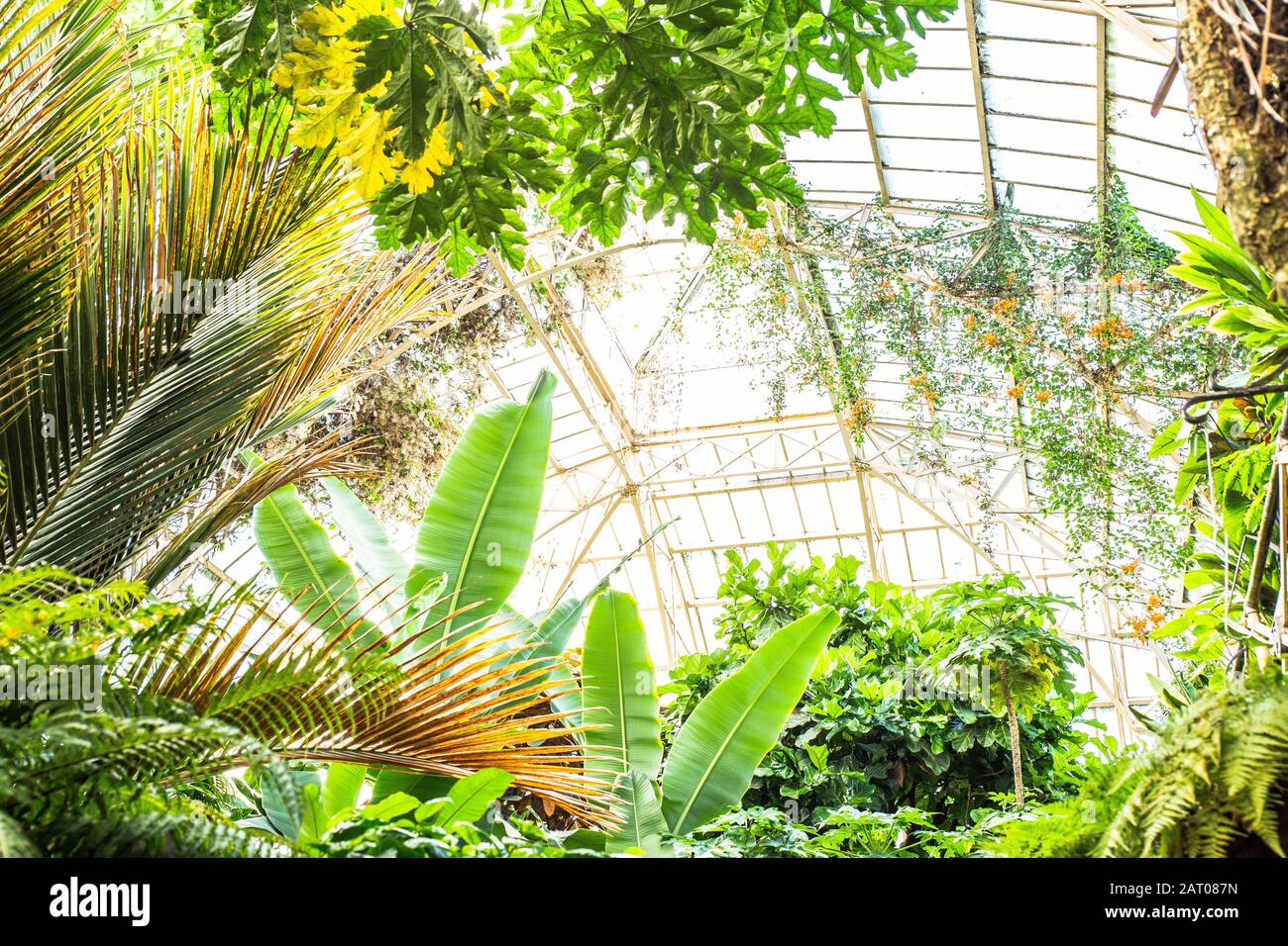 Tropical greenhouse glasshouse sunny interior full of lush green plants ...