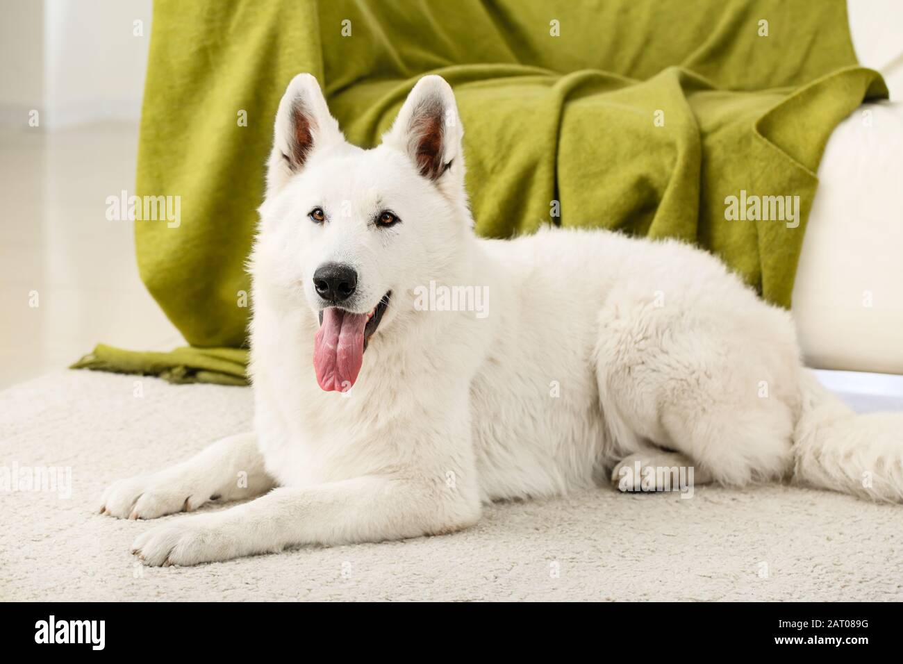 Cute funny dog at home Stock Photo - Alamy