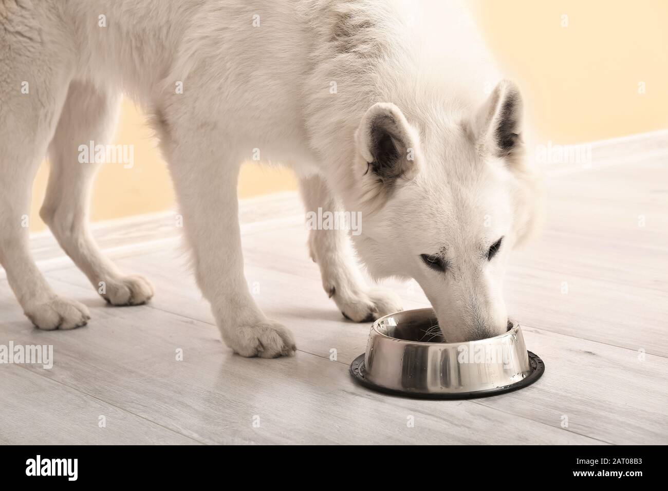 Cute funny dog eating food from bowl at home Stock Photo - Alamy
