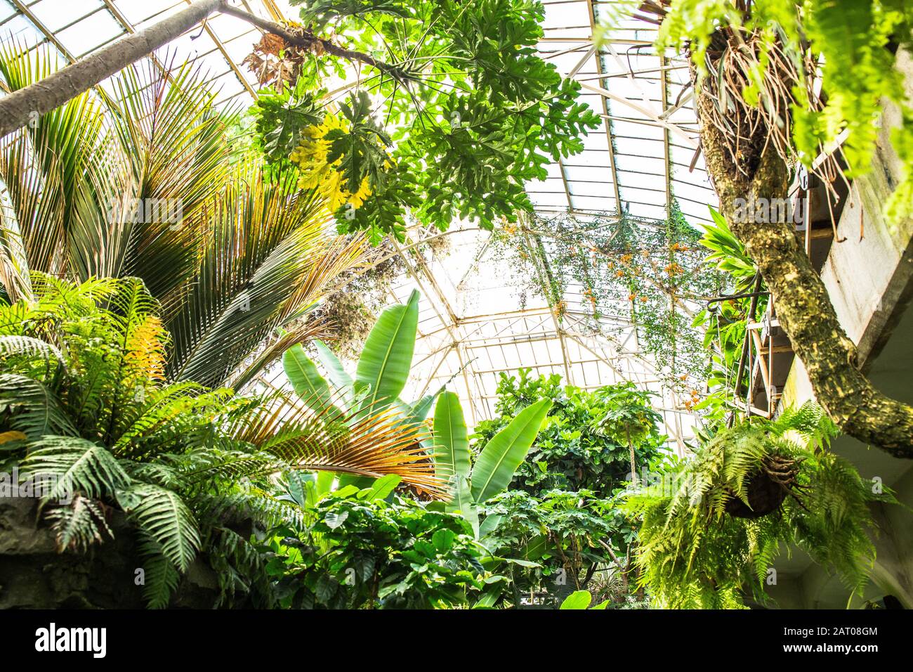 Tropical greenhouse glasshouse sunny interior full of lush green plants ...
