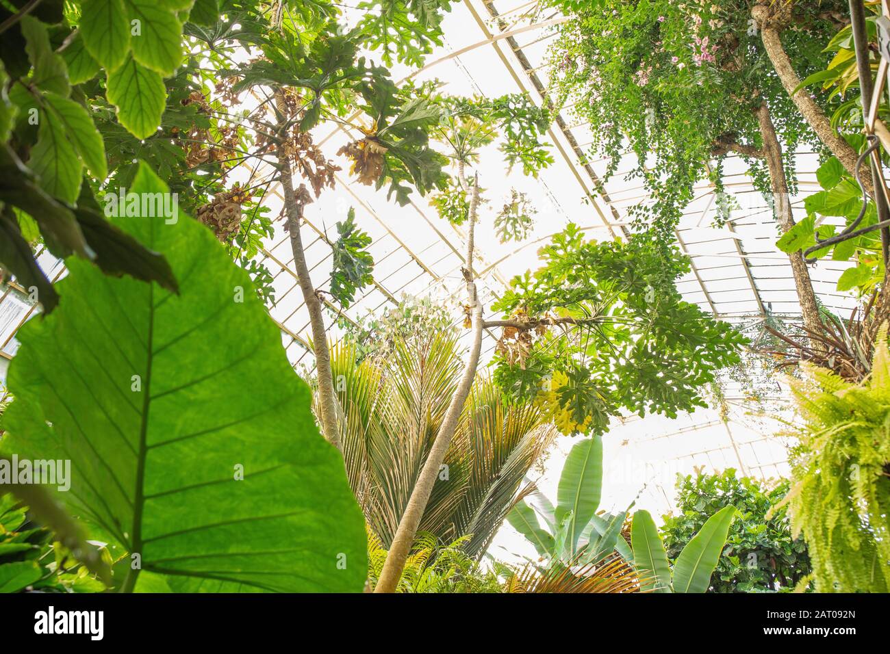Tropical greenhouse glasshouse sunny interior full of lush green plants ...