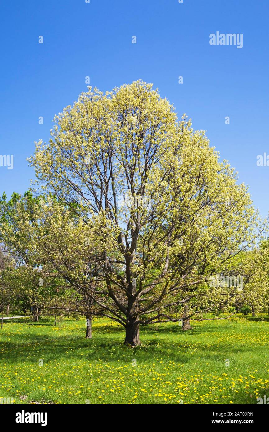 White oak tree hi-res stock photography and images - Alamy