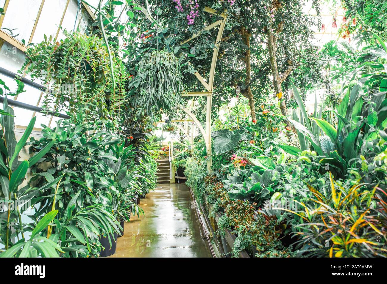 Tropical greenhouse glasshouse sunny interior full of lush green plants ...
