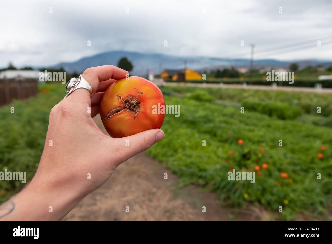 Split tomato skin hi-res stock photography and images - Alamy