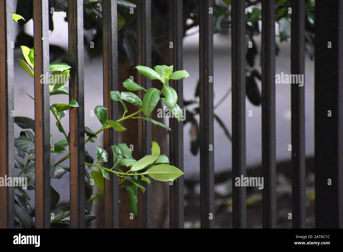 Plant gate hi-res stock photography and images - Alamy
