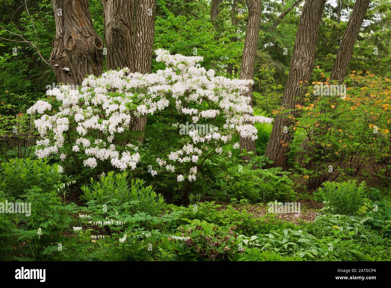 White and orange Rhododendron shrubs, Dicentra spectabilis alba ...