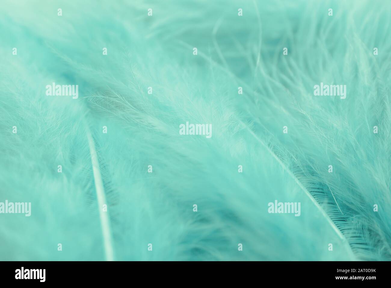 Texture of fluffy turquoise feathers, closeup Stock Photo - Alamy